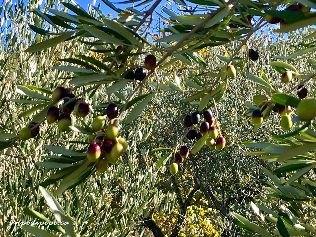 La Raccolta delle Olive | Un po' di pepe