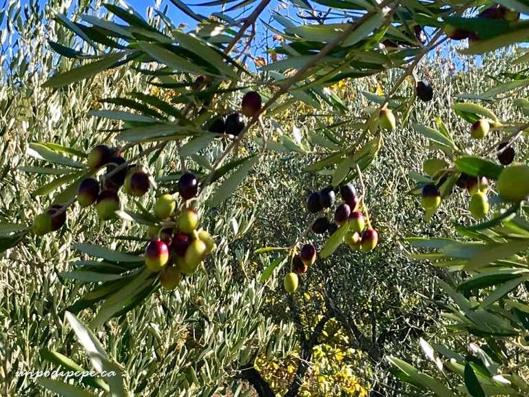 La Raccolta delle Olive | Un po' di pepe
